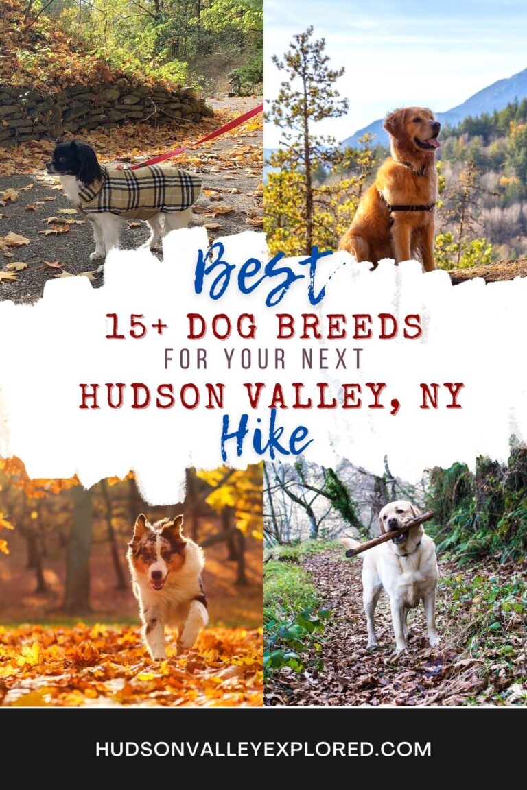 Hiking Paws: The 15+ Best Dog Breeds For Hiking + Adventures